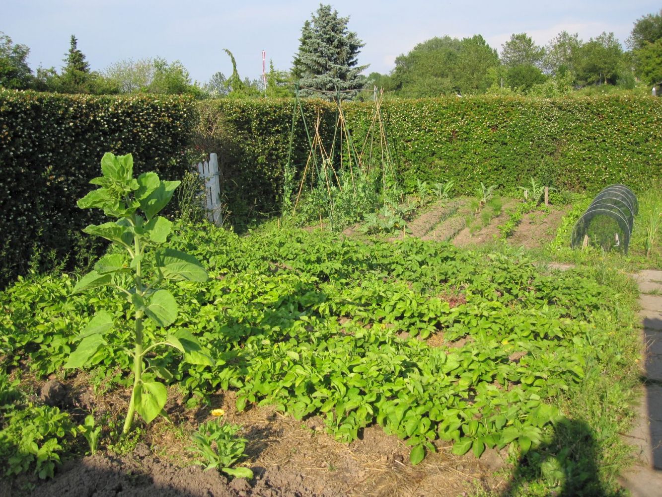 Vedbæk H/F - Find Kolonihave